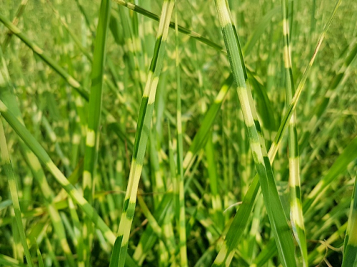 Sträucher Winterhart Teufelsstrauch Diabolo -R- – Dunkelroter ...