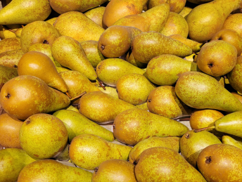 Birne "Conference" - Pyrus com. "Conference" | Hecken-Direkt.de