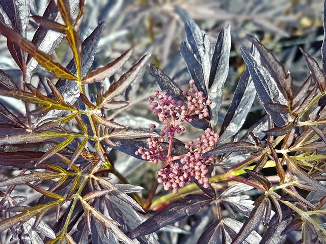 Schwarzer Holunder "Black Lace" ® - Sambucus nigra "Black Lace ...