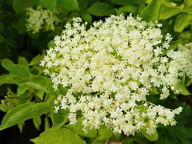 Schwarze Holunder - Sambucus nigra | Hecken-direkt.de