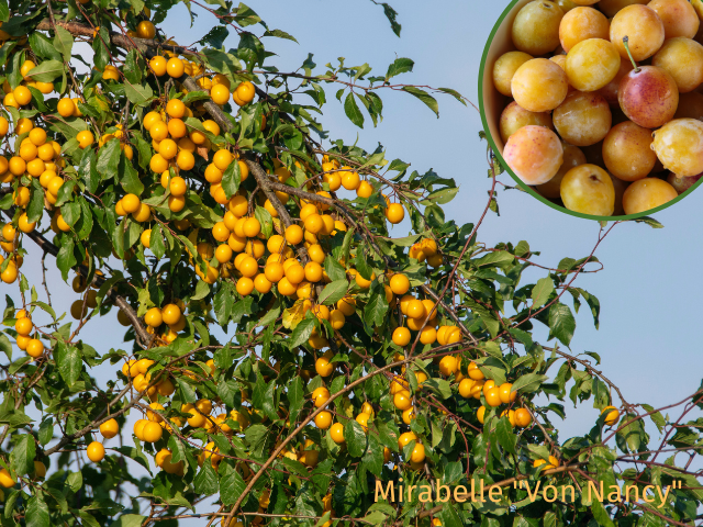 Mirabelle "Von Nancy" - Prunus syr. "Von Nancy" | Hecken-Direkt.de