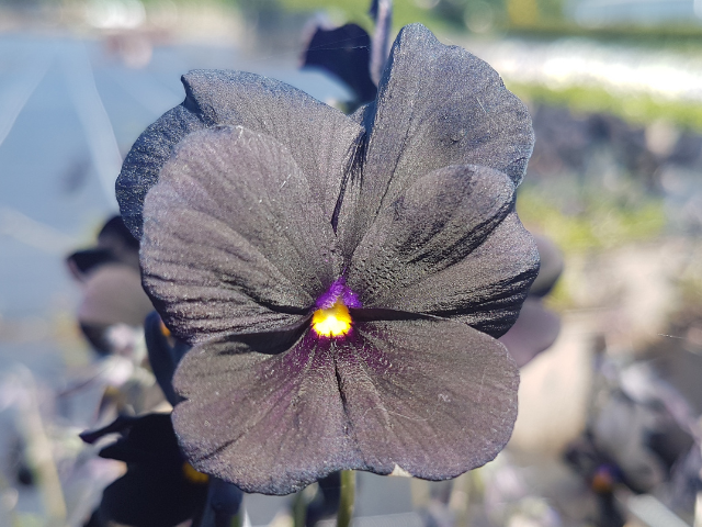 Horn-Veilchen "Molly Sanderson" - Viola cornuta "Molly Sanderson ...