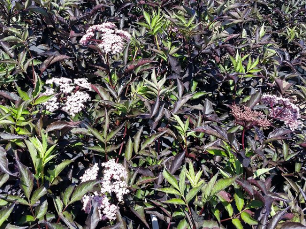 Schwarzer Holunder "Black Beauty" ® - Sambucus nigra "Black Beauty ...